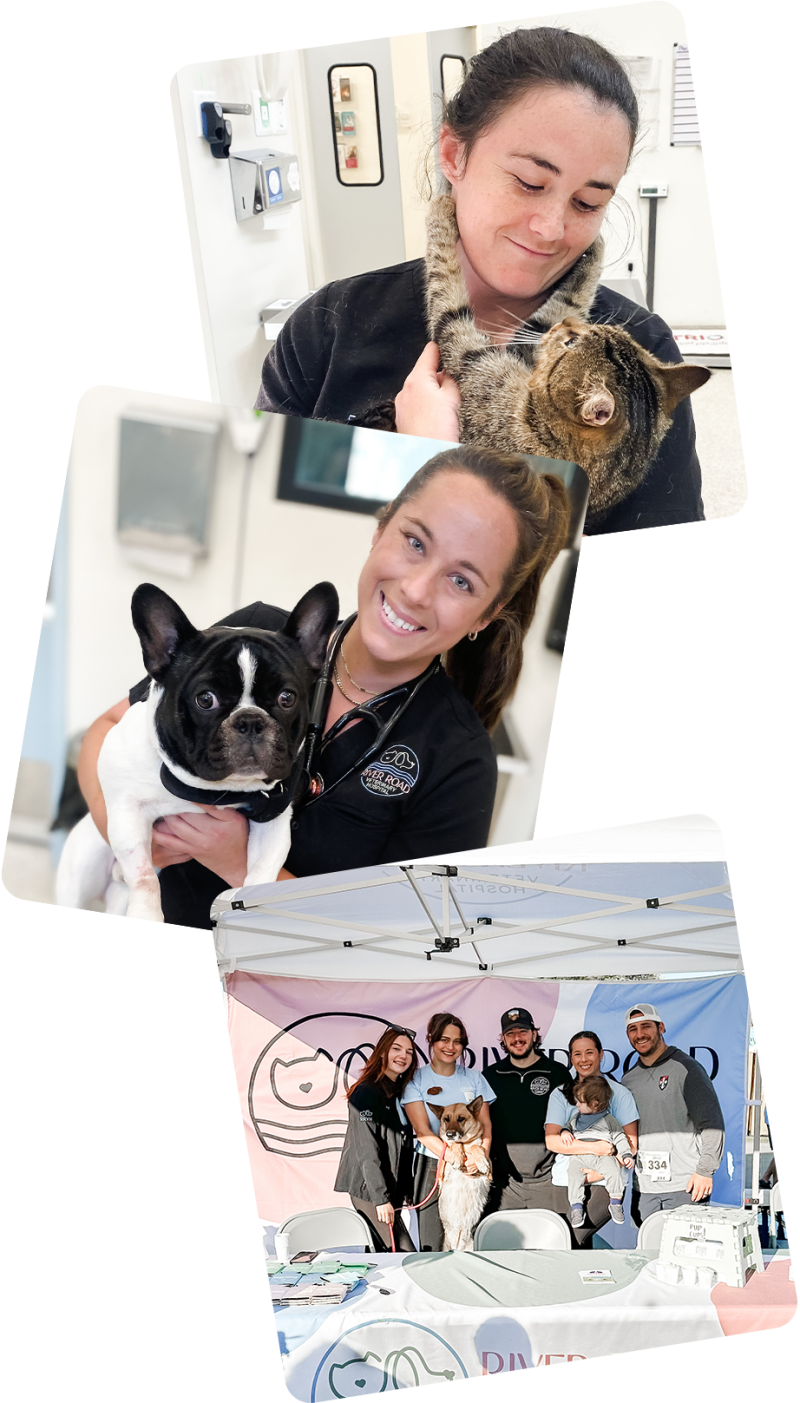 Home - Vet in New Orleans | River Road Veterinary Hospital