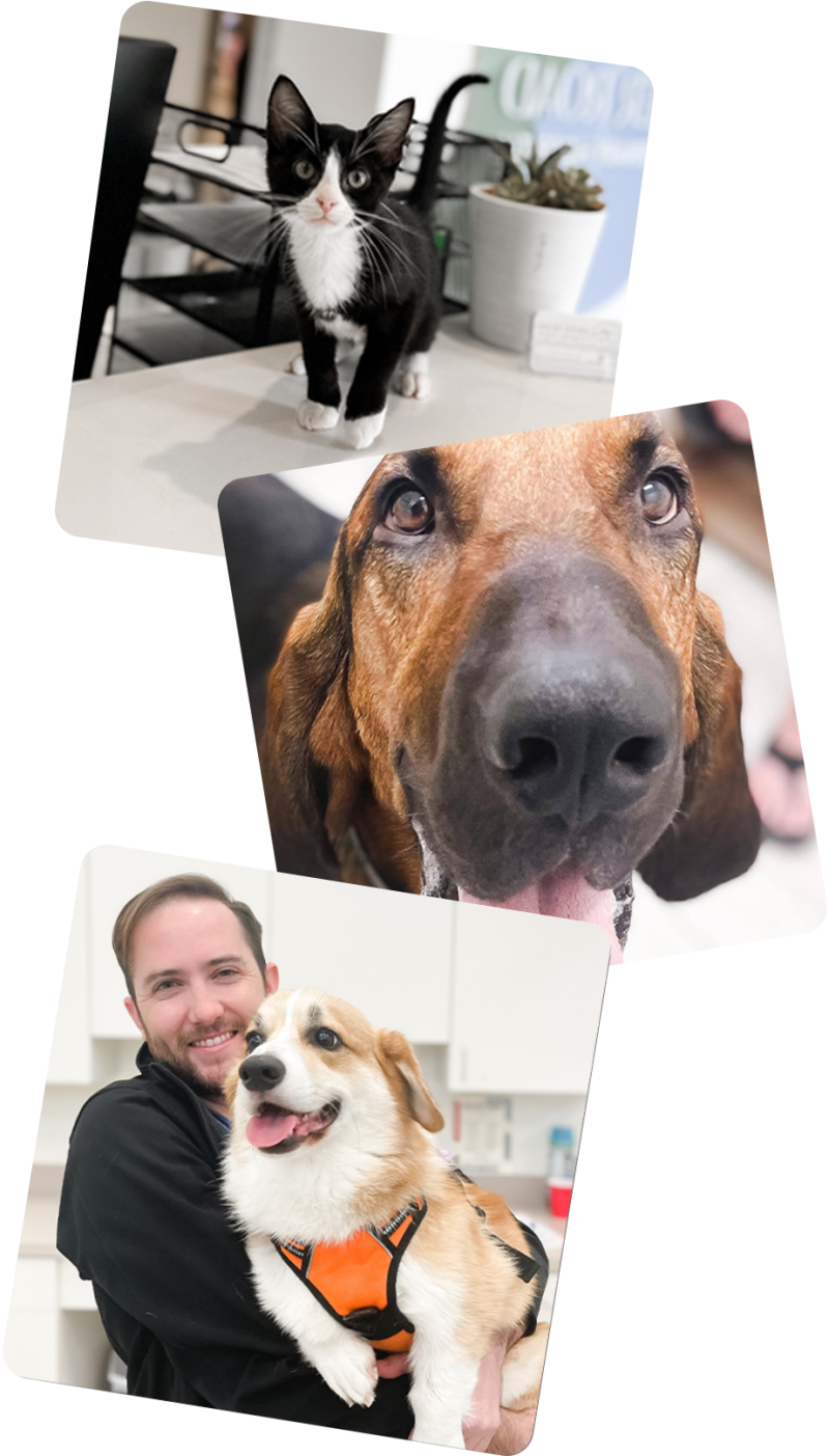 Home - Vet in New Orleans | River Road Veterinary Hospital